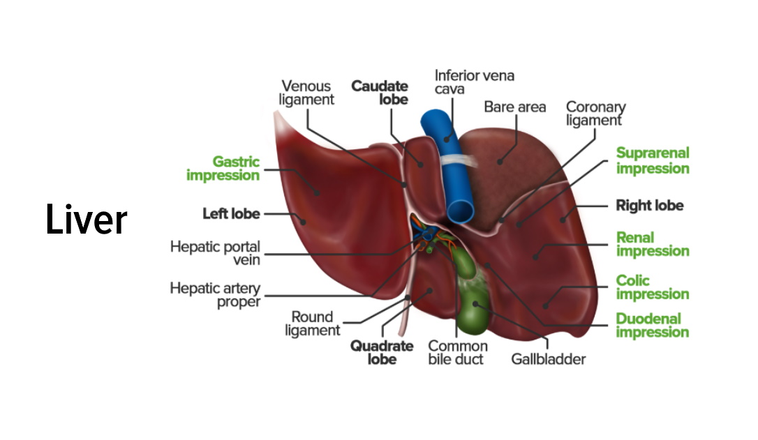 Physiology of Liver - outline notes