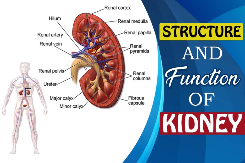 Functions of kidneys
